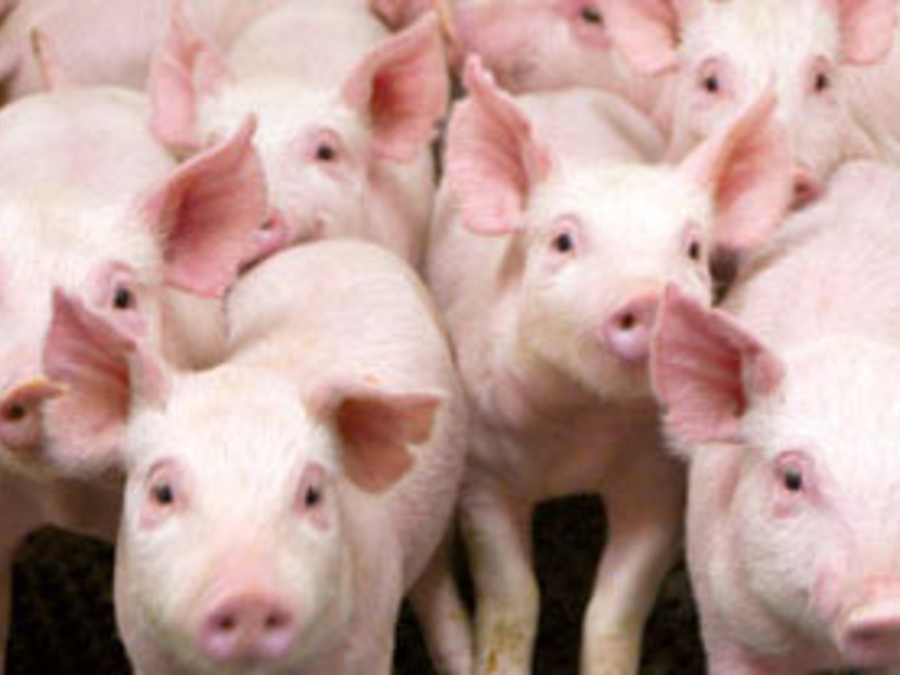 Student Electives | Great Plains Veterinary Educational Center | Nebraska