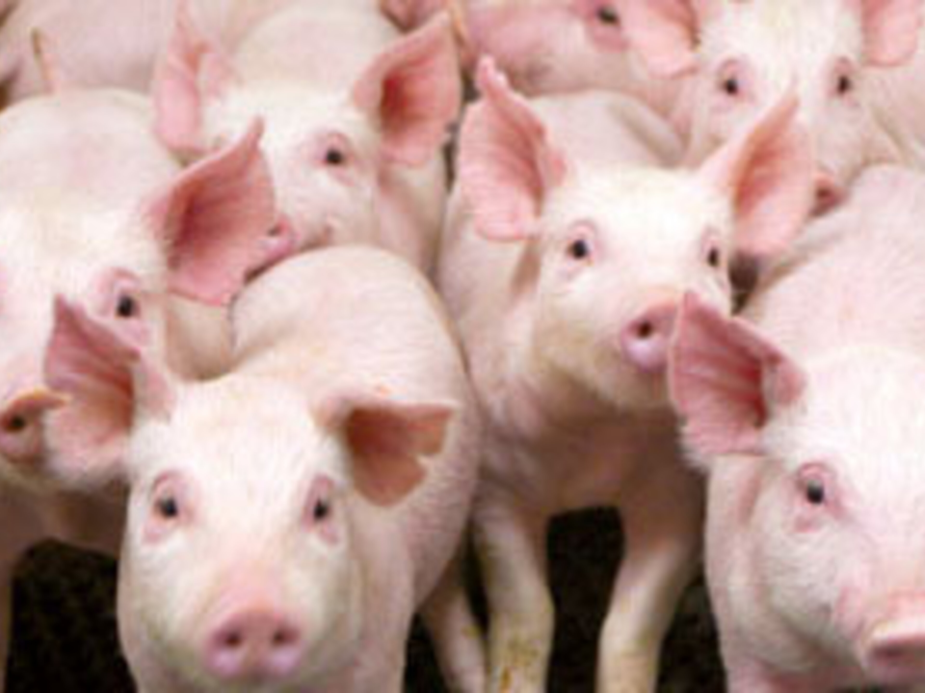 Student Electives | Great Plains Veterinary Educational Center | Nebraska